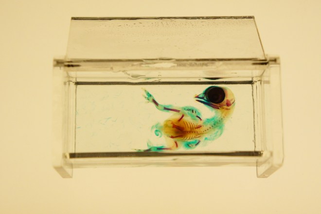 Diaphonization, or clearing and staining wet specimens – A World Apart