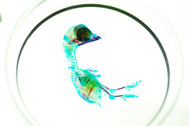 Diaphonization, or clearing and staining wet specimens – A World Apart