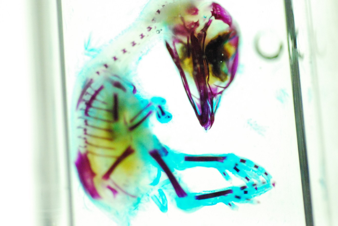 Diaphonization, or clearing and staining wet specimens – A World Apart